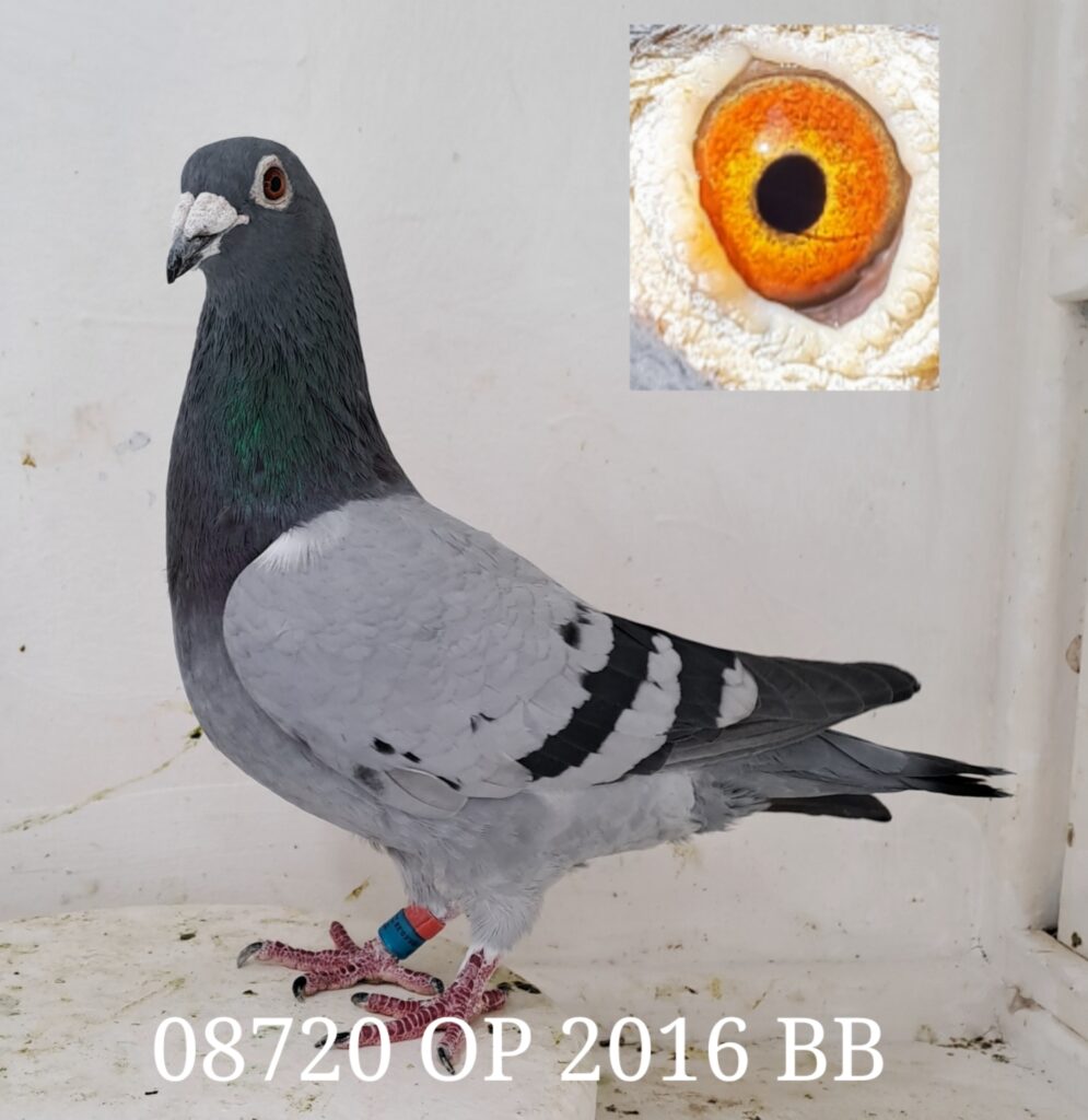 LOT 110: ZA 16 OP 08720 (C) - Van Dyck & Hooymans - STUDY THE PEDIGREE ...