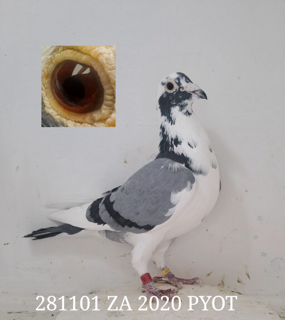 LOT 144: ZA 20 281101 (C) - SPRITZY - The ultimate combination of the two foundation pairs ...