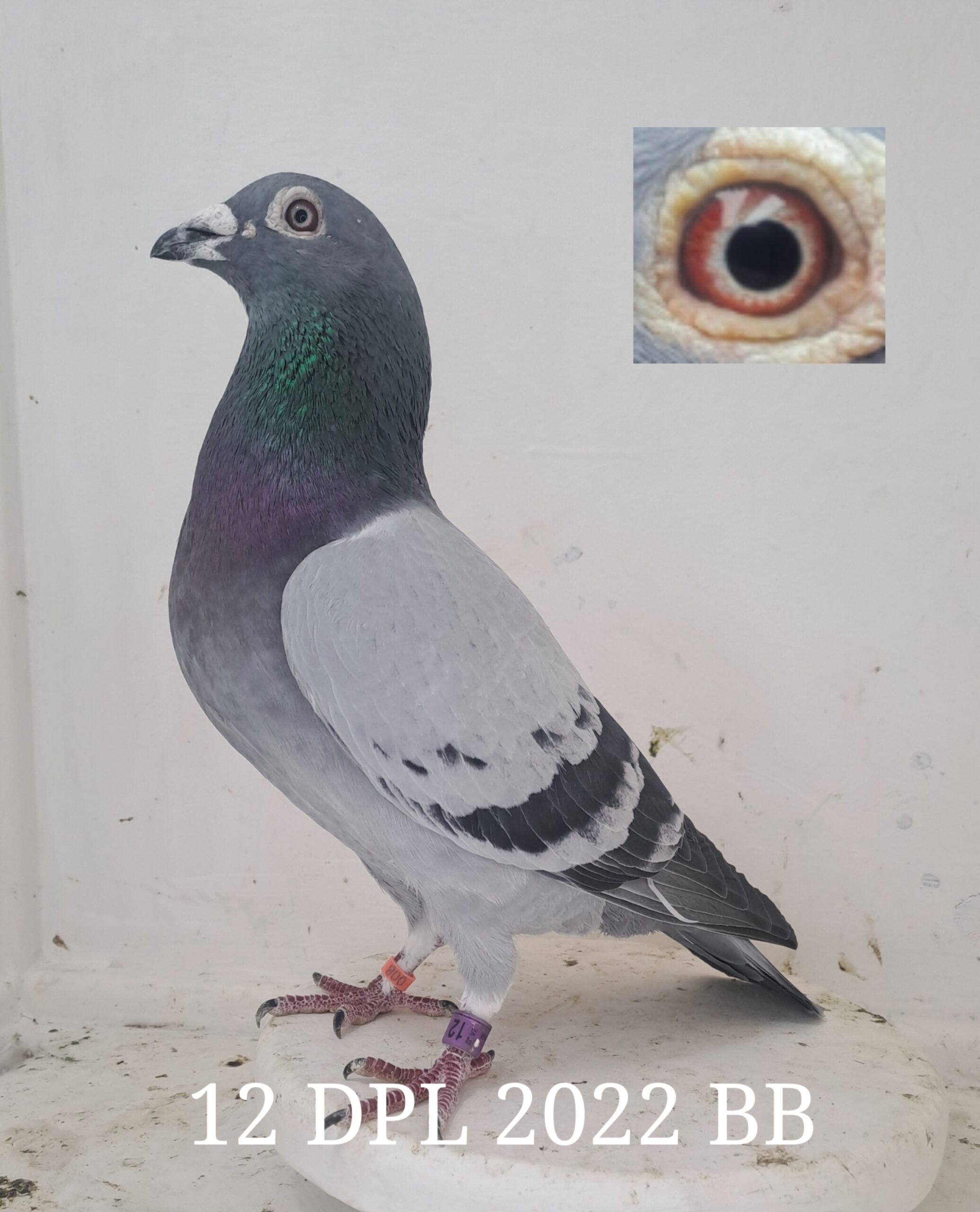 LOT 142: ZA 22 DPL 12 (C) - Diesel Power Lofts - STUDY THE PEDIGREE WELL - THIS IS A SUPER BRED ...