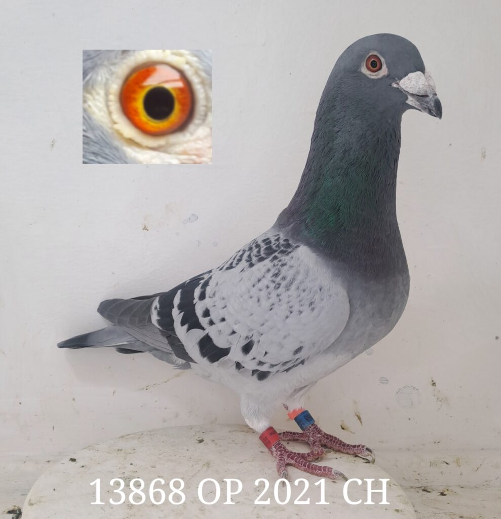 LOT 130: ZA 21 OP 13868 (C) - Kittel - THE SIRE - STEFAAN LAMBRECHTS - THE DAM - ALL GREAT ...