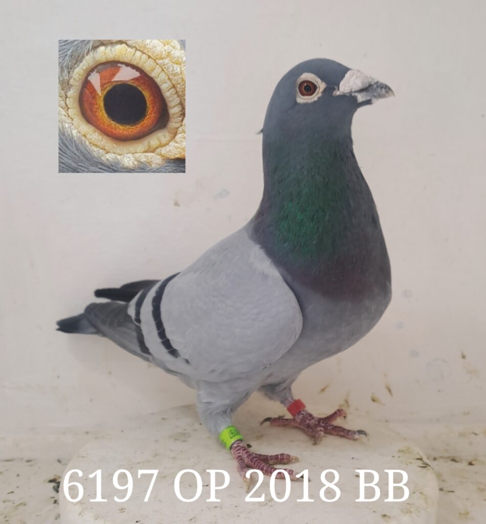 LOT 129: ZA 18 OP 6197 (C) - "M3" - STUDY THE PEDIGREE TO SEE WHAT ...