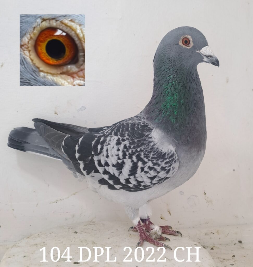 LOT 128: ZA 22 DPL 104 (H) - "Diesel Power Lofts" - THE SIRE - BRED FROM SUPER GENETICS OF ...