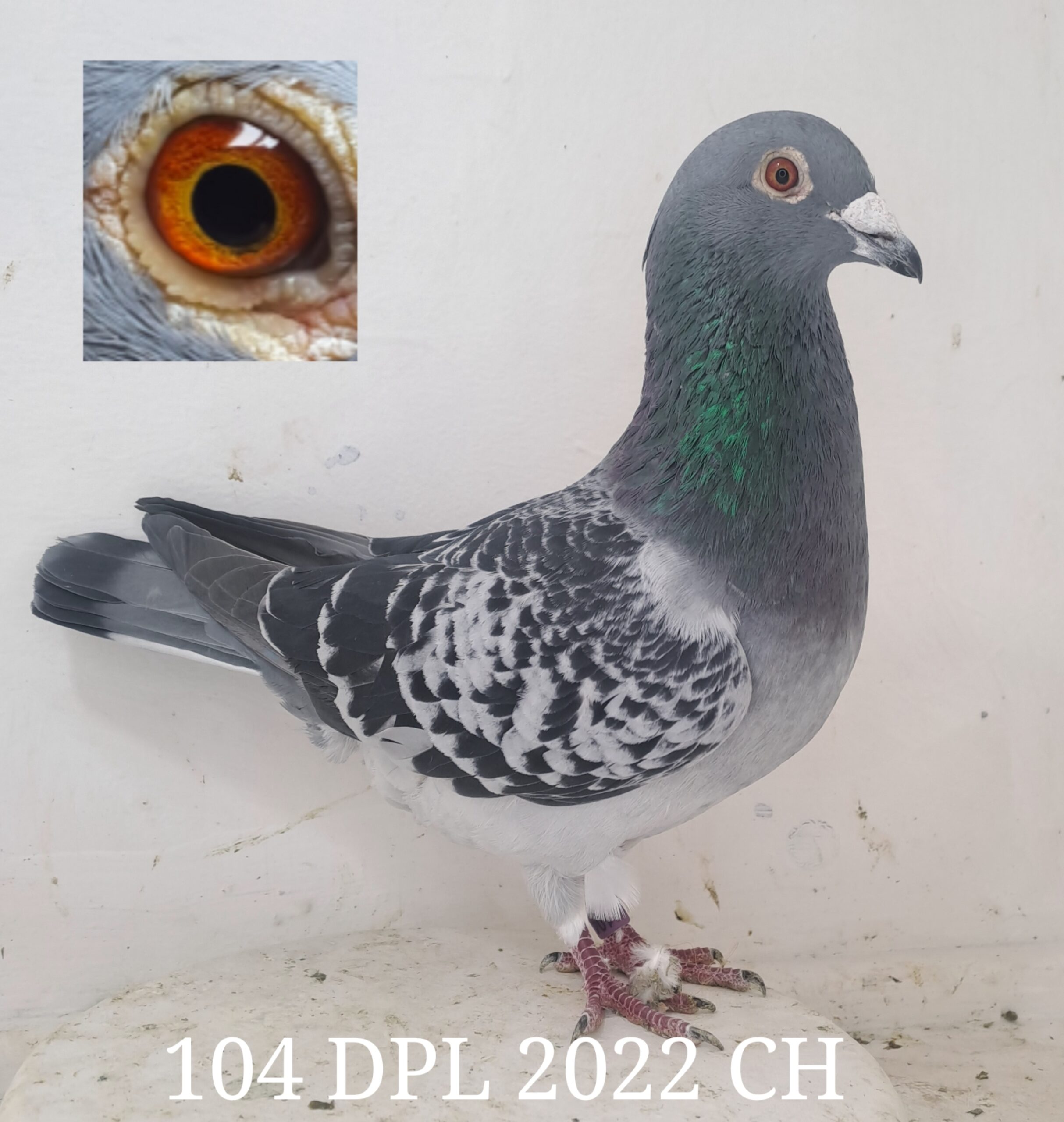 LOT 128: ZA 22 DPL 104 (H) - "Diesel Power Lofts" - THE SIRE - BRED FROM SUPER GENETICS OF ...