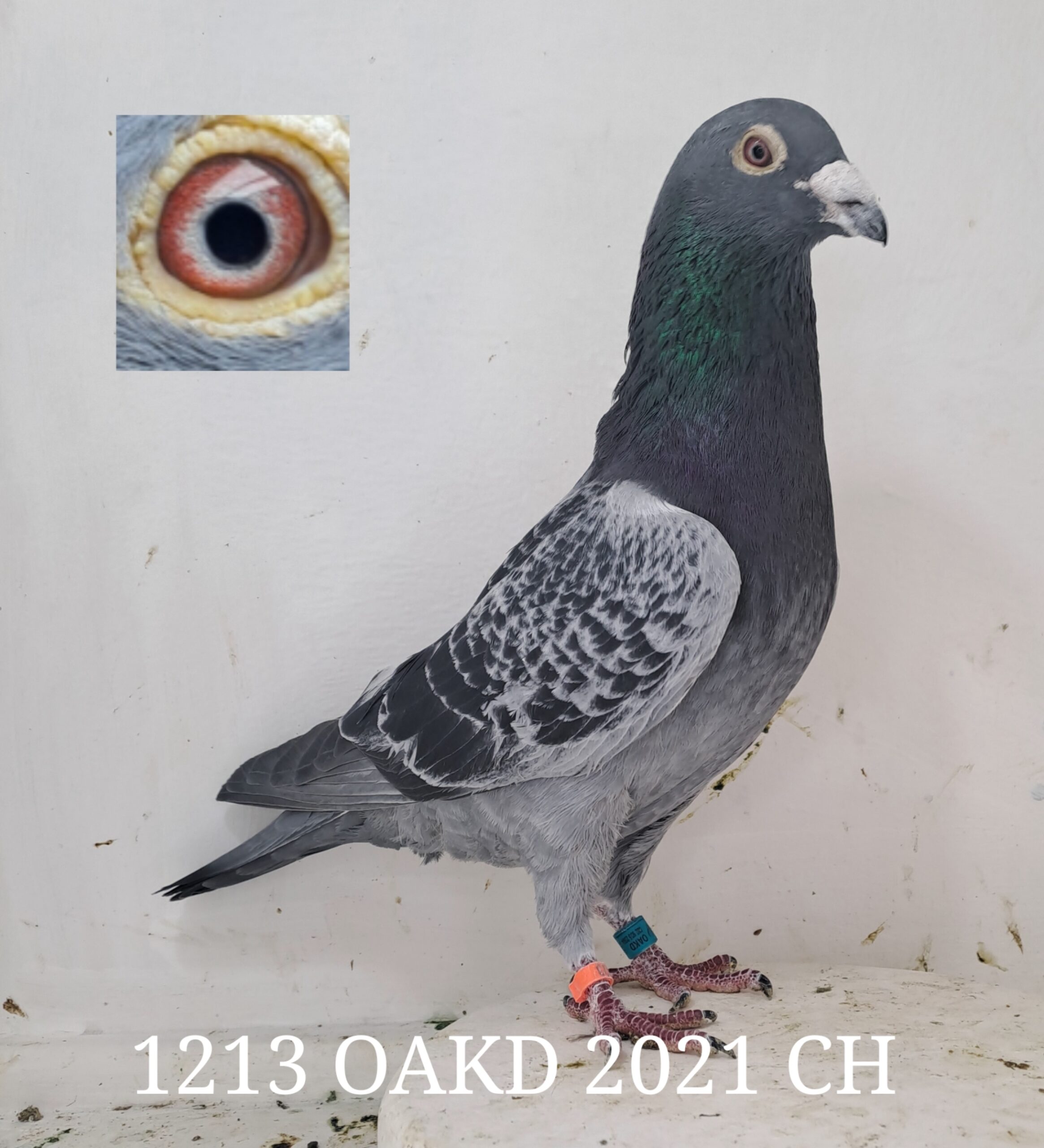 LOT 127: ZA 21 OAKD 1213 (C) - Diesel Power Lofts - THE SIRE - Color: LIGHT BLUE CHEQ S/W Top ...