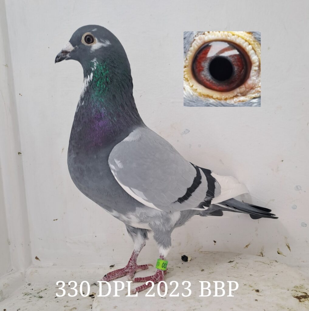 LOT 124: ZA 23 DPL 330 (H) - "Diesel Power Lofts" - THE SIRE - Inbred Spritzy Royalty with ...