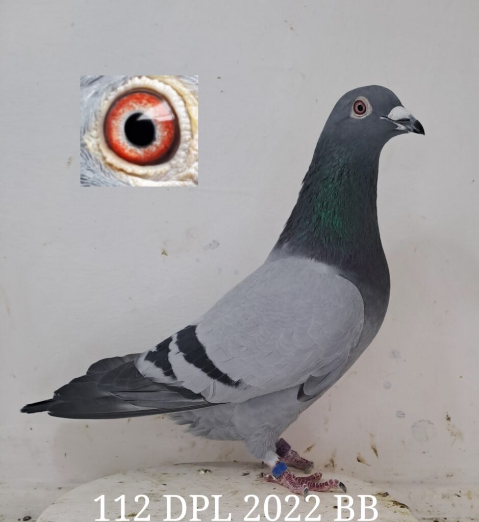 LOT 141: ZA 22 DPL 112 (H) - Diesel Power Lofts - BRED FROM THE VERY BEST - THE SIRE ...