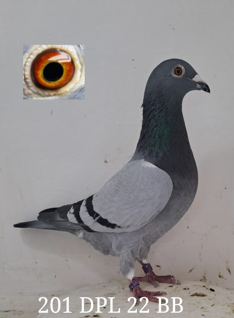 LOT 138: ZA 22 DPL 201 - Diesel Power Lofts - BRED BACK TO 2532 - This cock was a 4 time combine ...