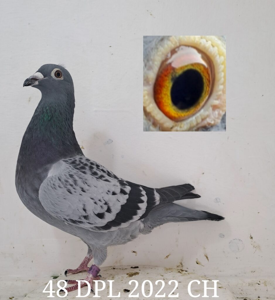 LOT 137: ZA 22 DPL 48 (H) - Tom Lock - FROM FROM THE VERY BEST OF TOM LOCK - STUDY THE PEDIGREE ...