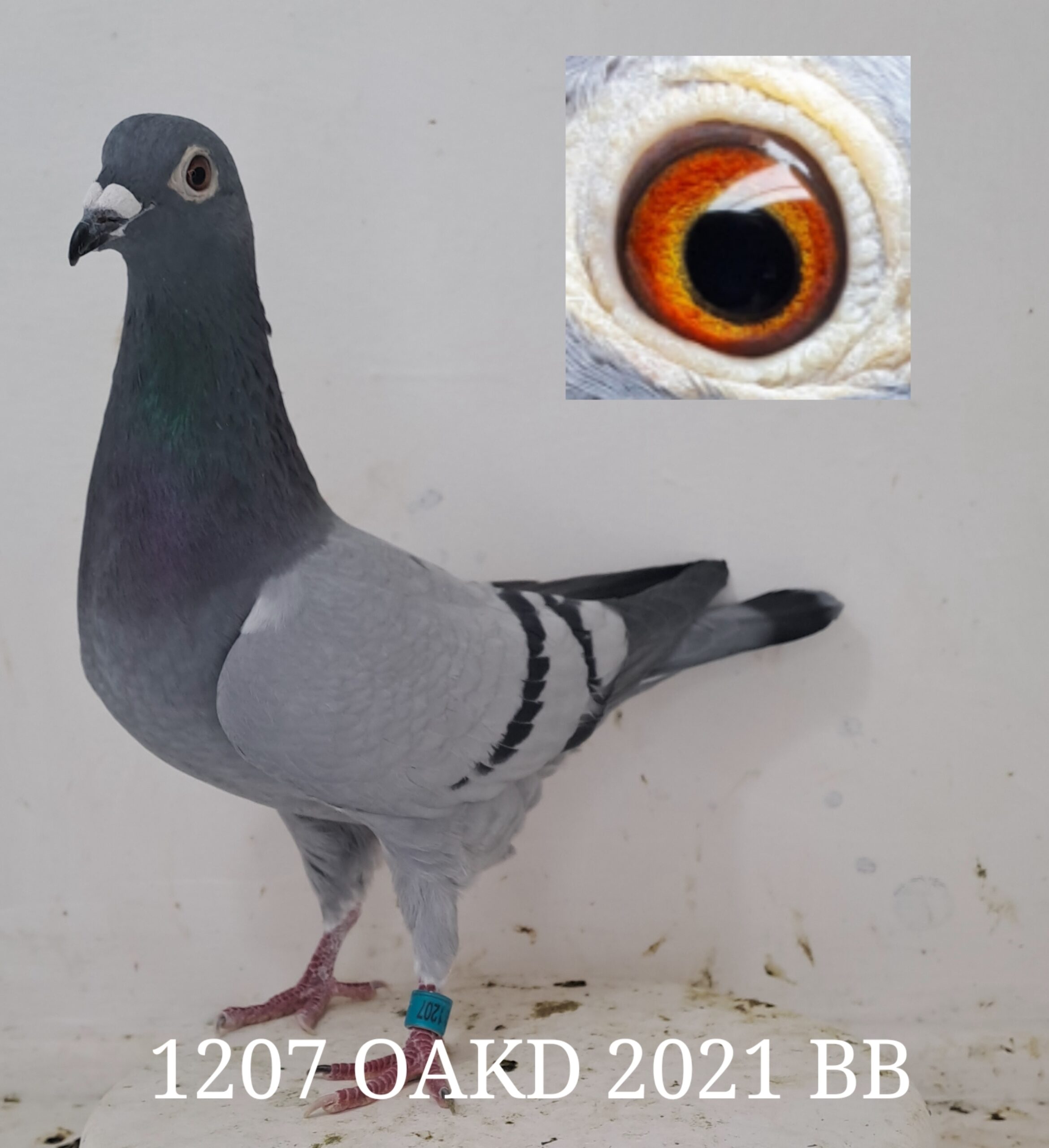 LOT 136: ZA 21 OAKD 1207 (H) - Kittel - THE SIRE - Top class! Grandchild topbird TIJN X with ...