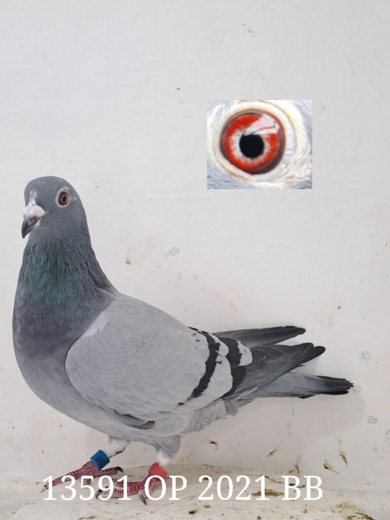 LOT 302: ZA 21 OP 13591 (H) - Kanibaal & Iraq - THE SIRE - Sire Inbred Kannibaal from Klaus ...