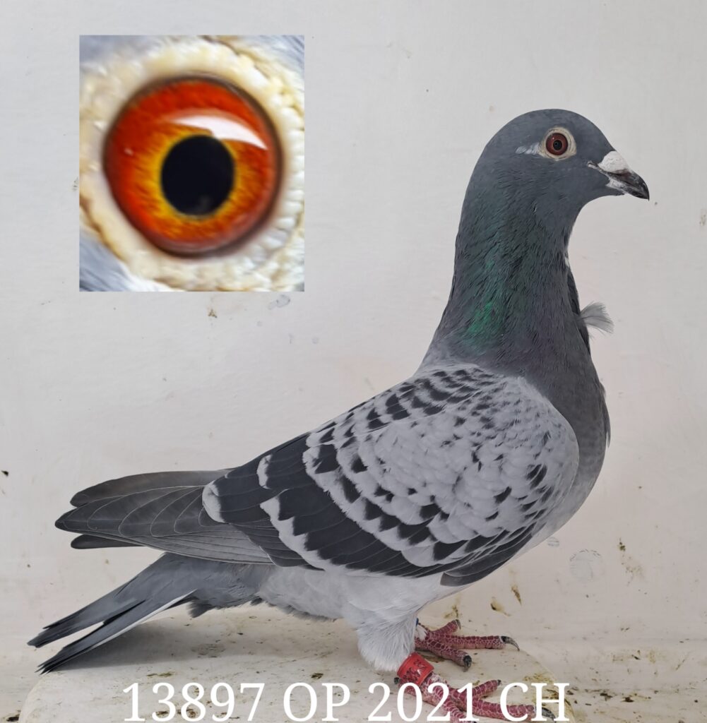 LOT 134: ZA 21 OP 13897 (H) - Kittel - THE SIRE - STEFAAN LAMBRECHTS - THE DAM - ALL GREAT ...