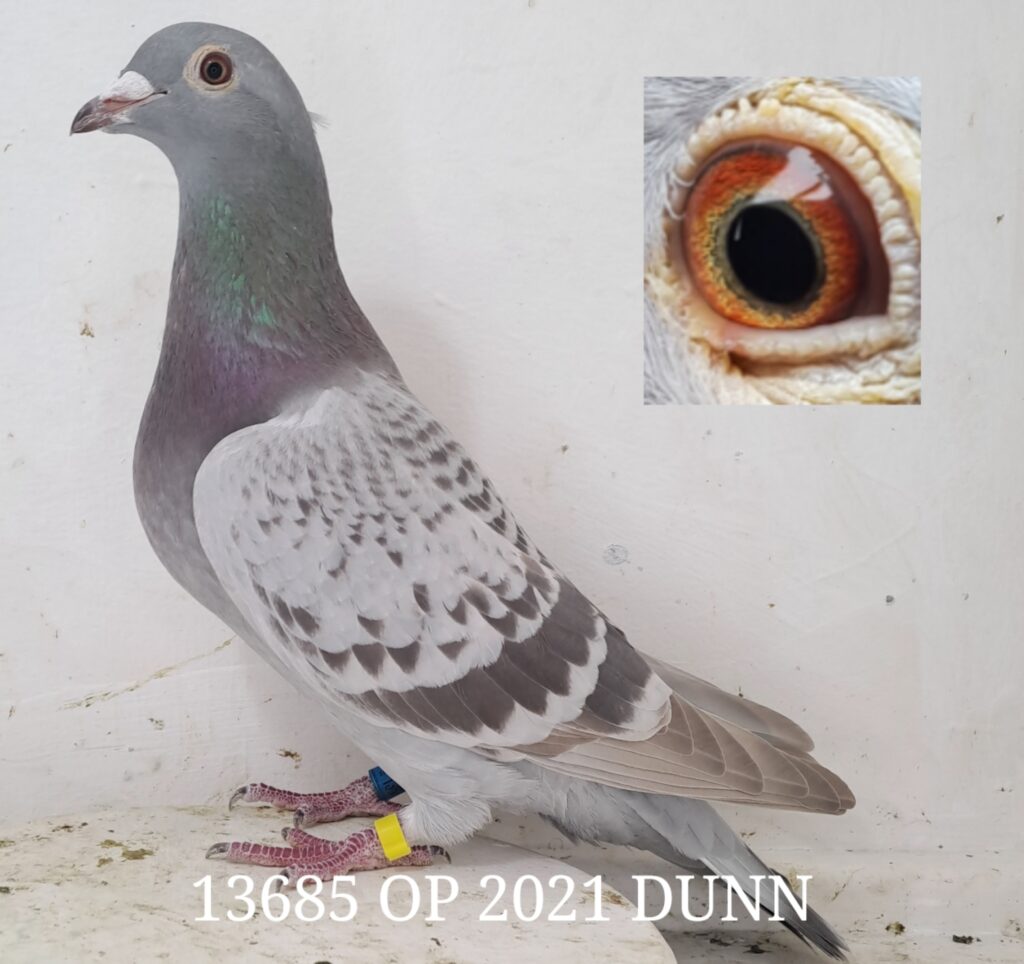 LOT 132: ZA 21 OP 13685 (H) - M3 - BRED FROM TWO SUPER RACERS - STUDY ...