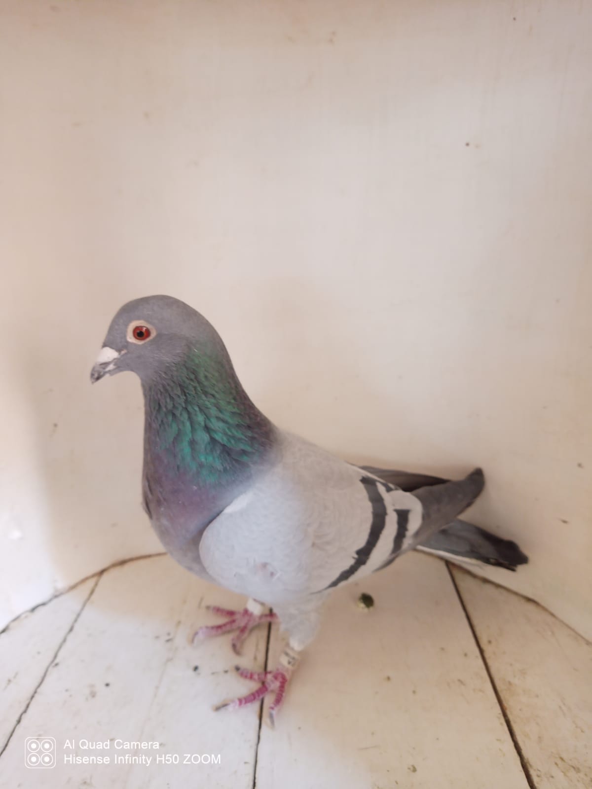 LOT 193: ZA 19 161901 (H) - BRED FROM TWO SUPERBREEDERS - STUDY THE ...