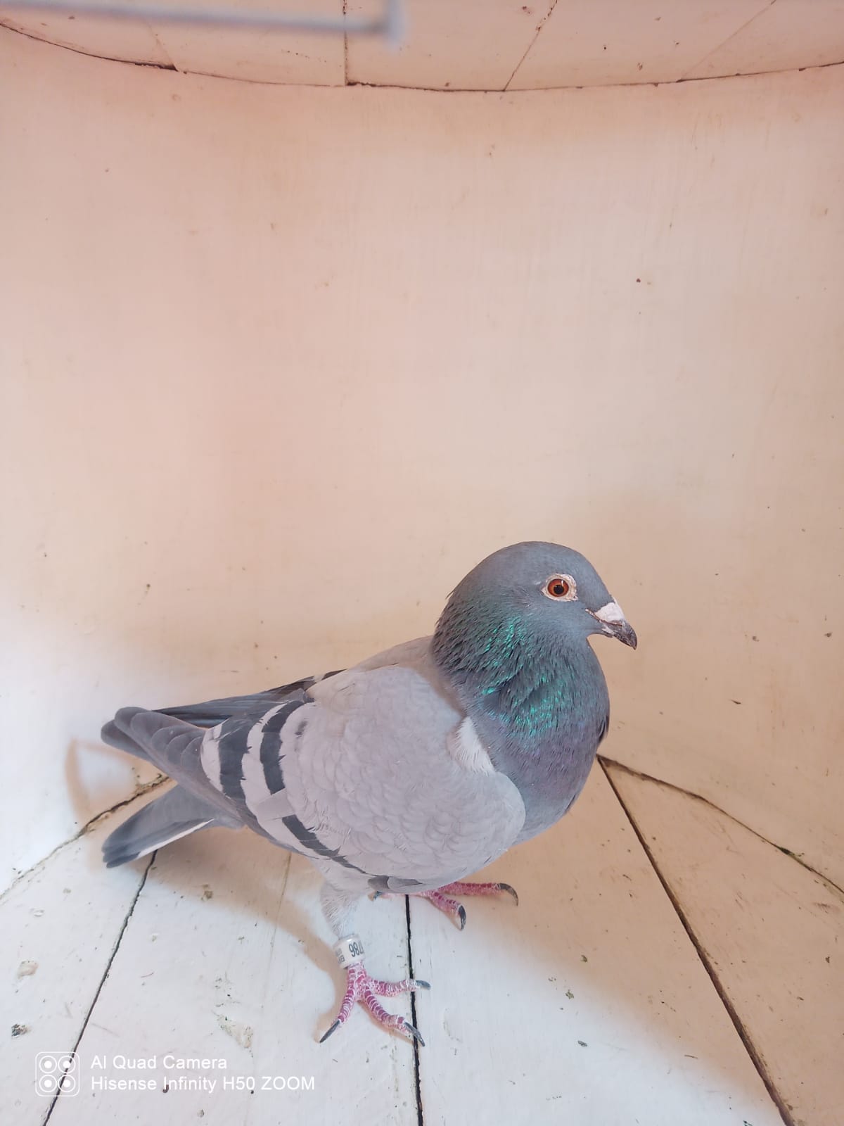 LOT 42: ZA 19 BPF/D 6786 (H) - BRED FROM SUPER MARCEL ALBRECHT GENETICS ...