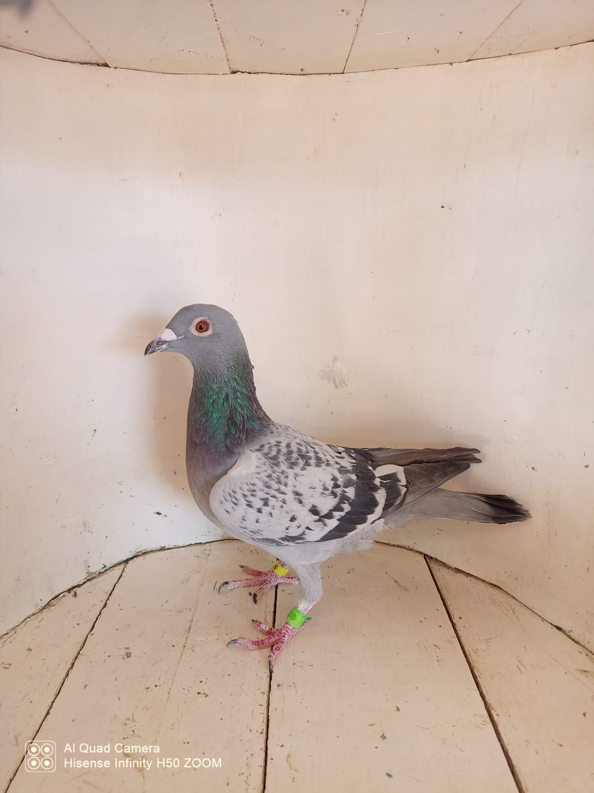 LOT 86: ZA 23 GENETIC 39 (H) - STUDY THE PEDIGREE WELL - THIS IS A ...