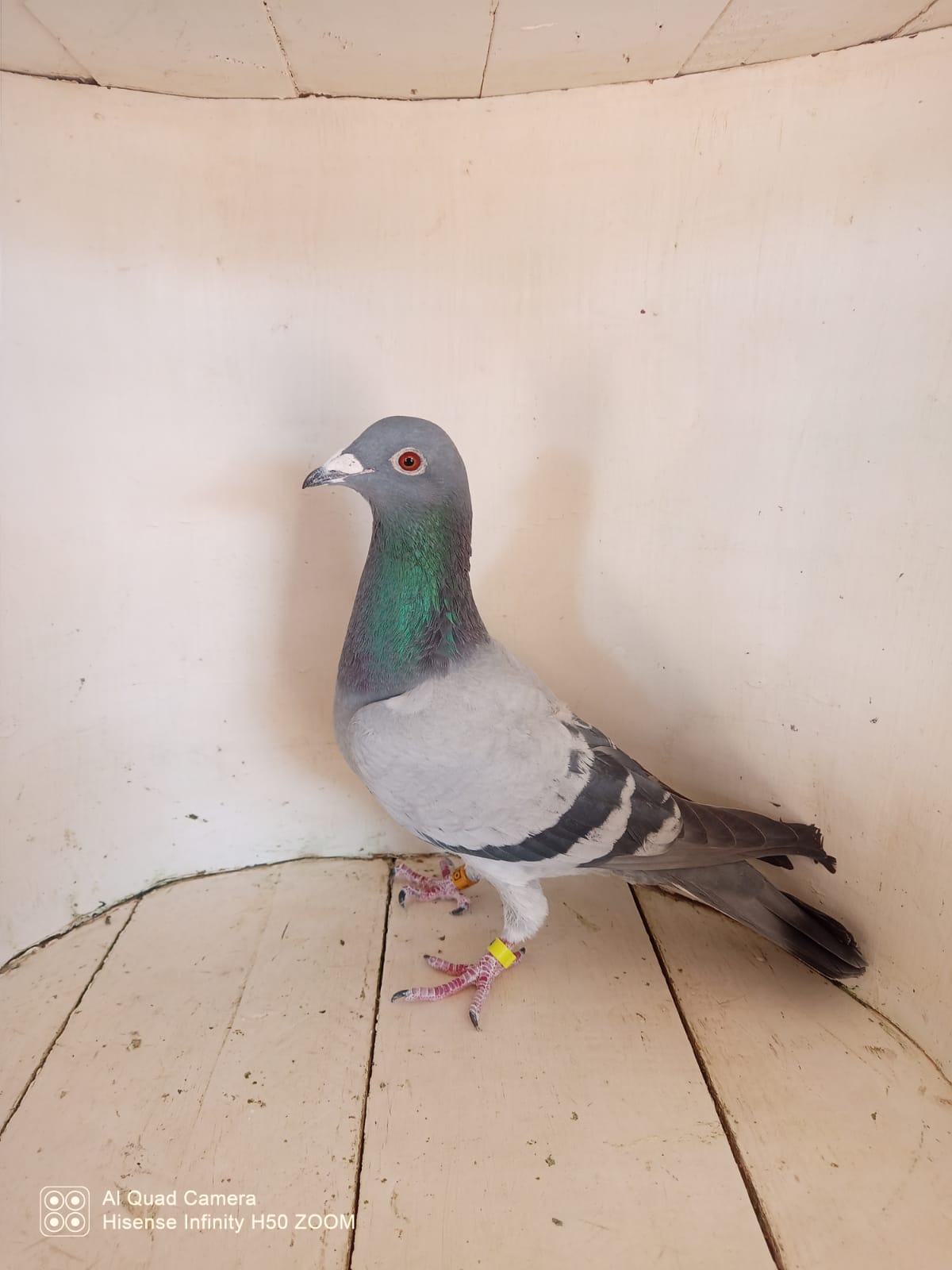 LOT 88: ZA 22 KNOX 1194 (H) - THIS IS A SUPER BRED JANSSEN PIGEON ...