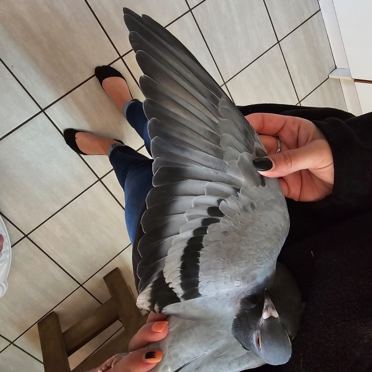 LOT 1: ZA 24 TRPF 2501 (H) - !!! STUDY THE PEDIGREE !!! - THE SIRE - 1/ ...