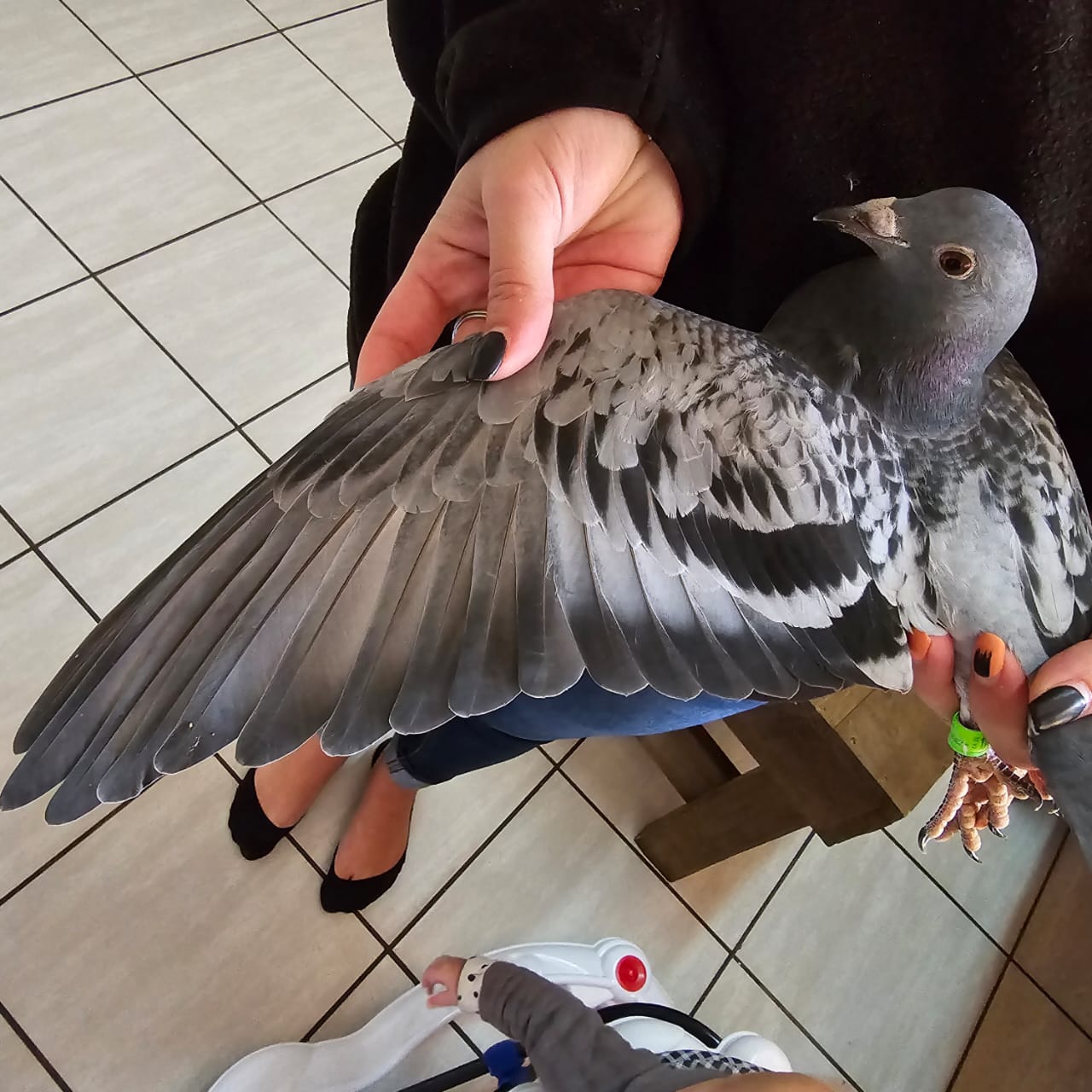 LOT 2: ZA 23 TRPF 17808 (C) - !!! STUDY THE PEDIGREE !!! – THE SIRE – 1 ...