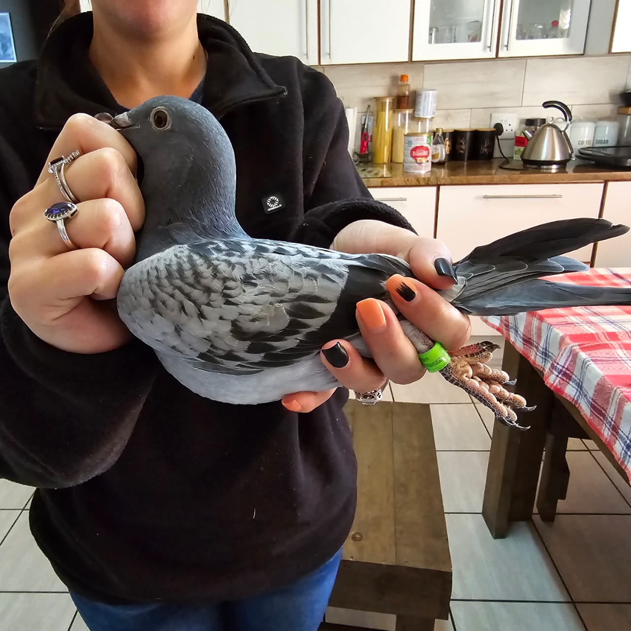 LOT 2: ZA 23 TRPF 17808 (C) - !!! STUDY THE PEDIGREE !!! – THE SIRE – 1 ...