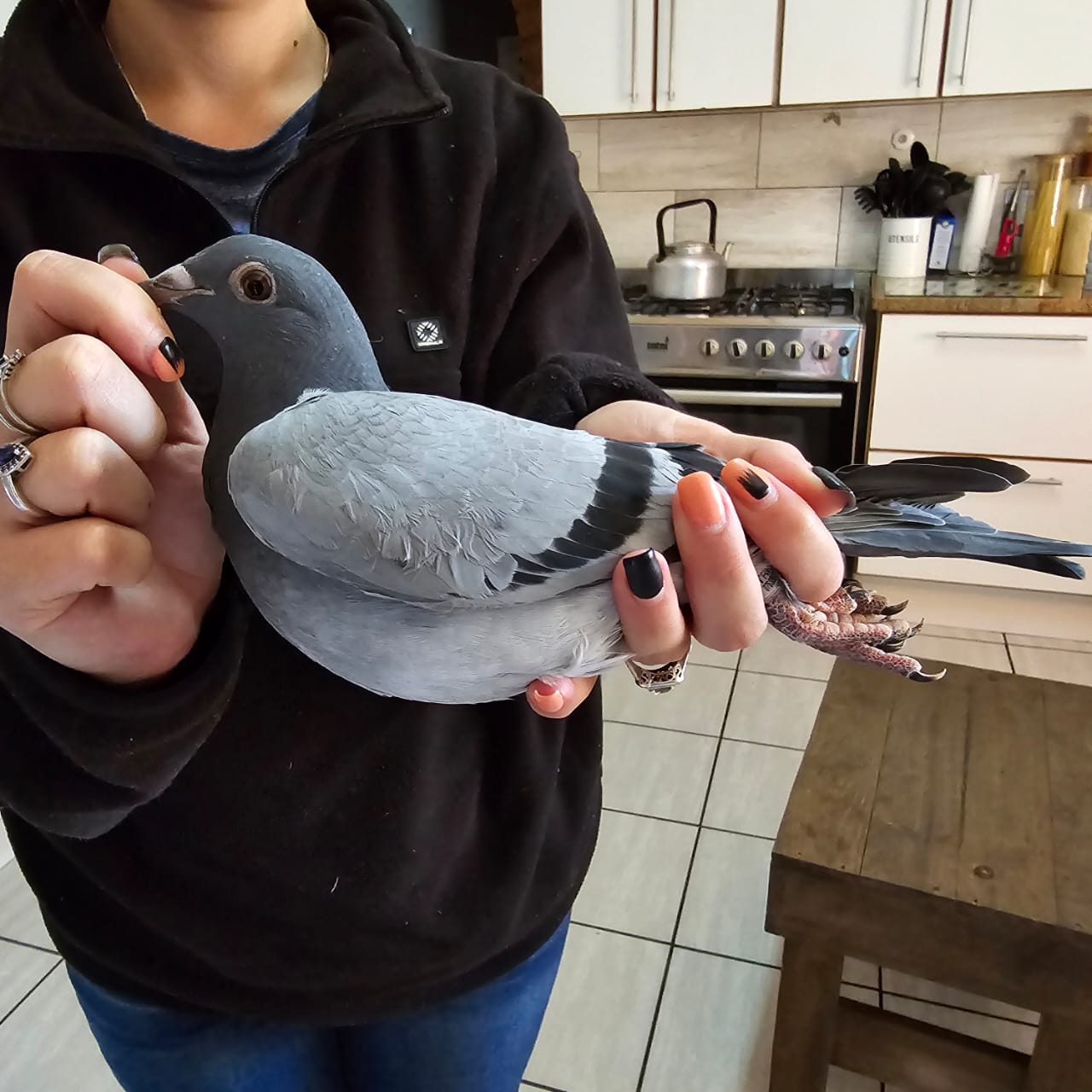 LOT 1: ZA 24 TRPF 2501 (H) - !!! STUDY THE PEDIGREE !!! - THE SIRE - 1/ ...