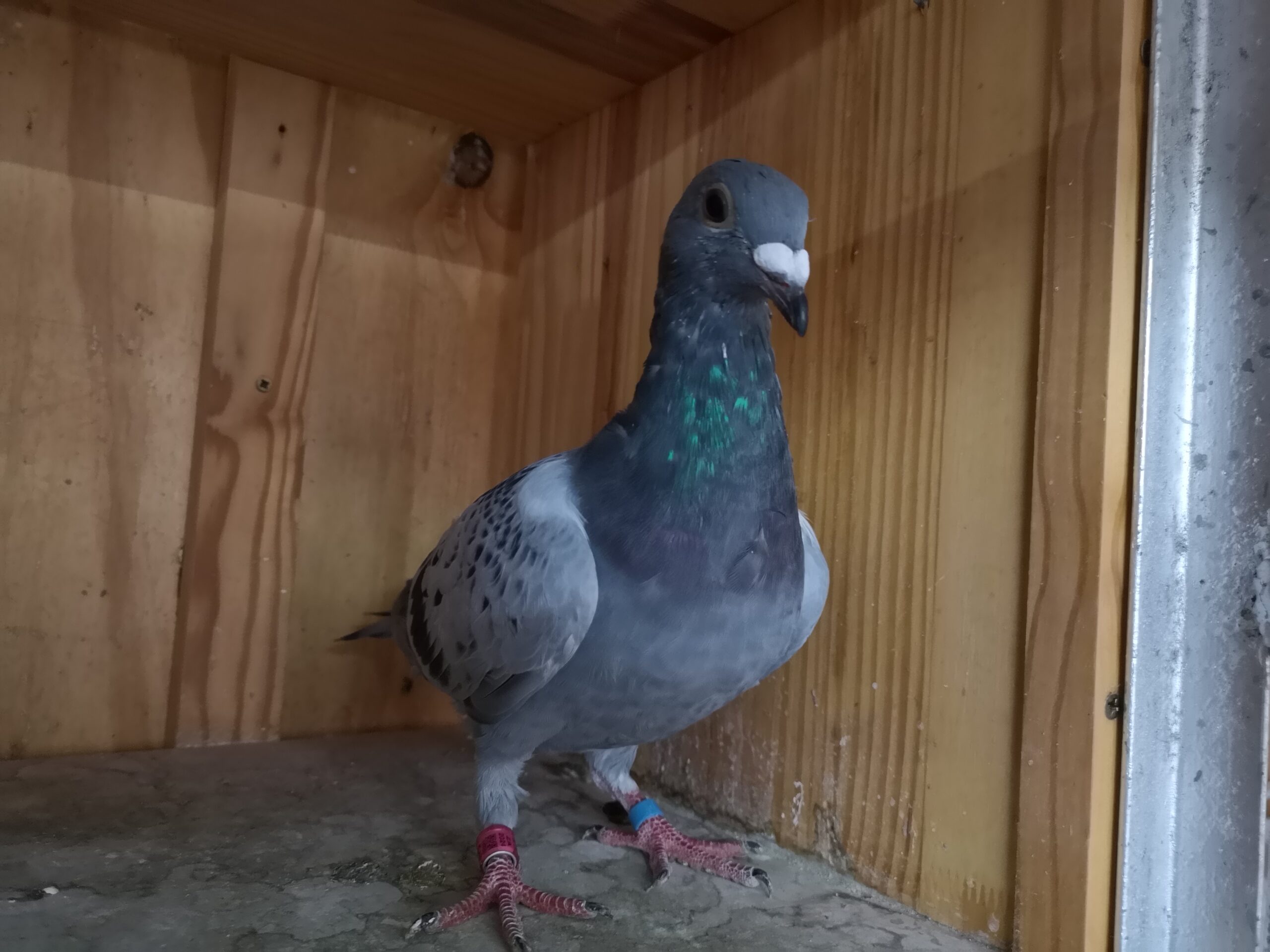 LOT 2: ZA 24 JT ENGELBRECHT 36 - Bred by: Tersia Engelbrecht ...