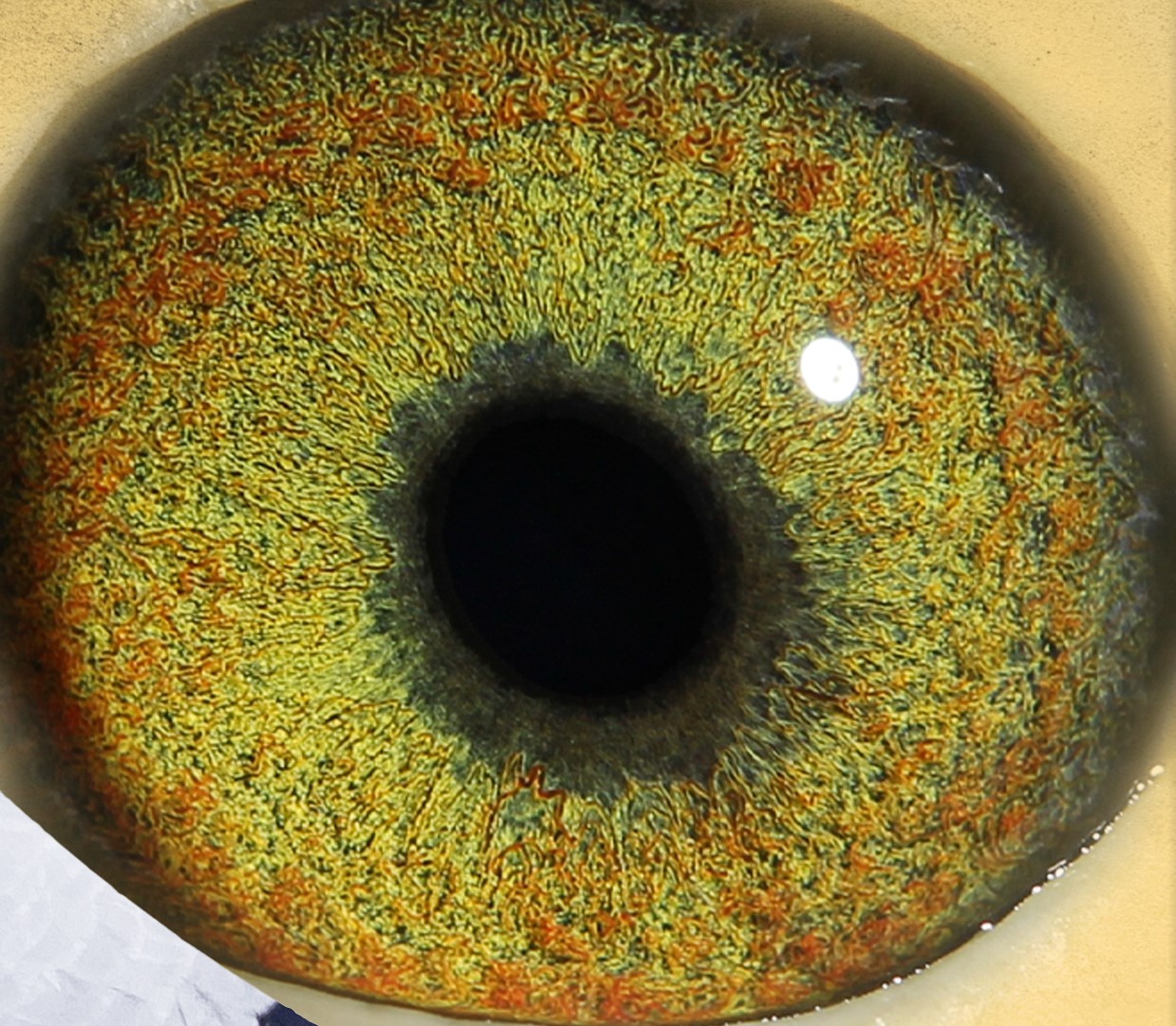 LOT 15: ZA VPU 7805/23 (H) - “ ALL THE LOCK LEGENDS “ - WOW! What a ...