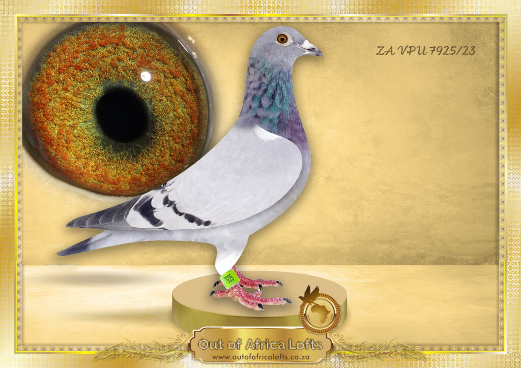 LOT 6: ZA VPU 7925/23 (C) - “ TOP 810 X SABLON COMBO “ - A Superb cock ...