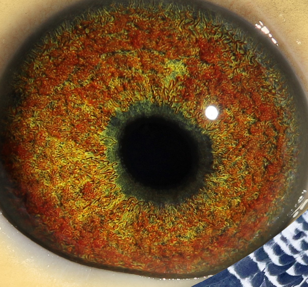 LOT 8: ZA VPU 8107/23 (C) - “ SUPER WEBSTER “ - This is A SUPER PIGEON ...