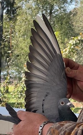 LOT 11: ZA VPU 6560/23 (H) - “ DTR SUPERBREEDER T LOCKS “ - a SUPER T ...