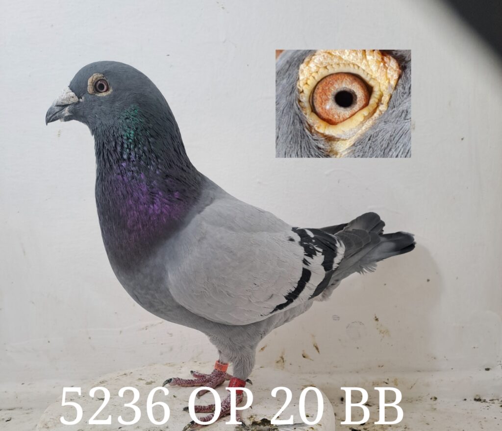 LOT 173: ZA 20 OP 5236 (C) - Sunny Gold - BRED BACK TO 15467 11 ZA - 3 x winner Son of "Blue Oak ...