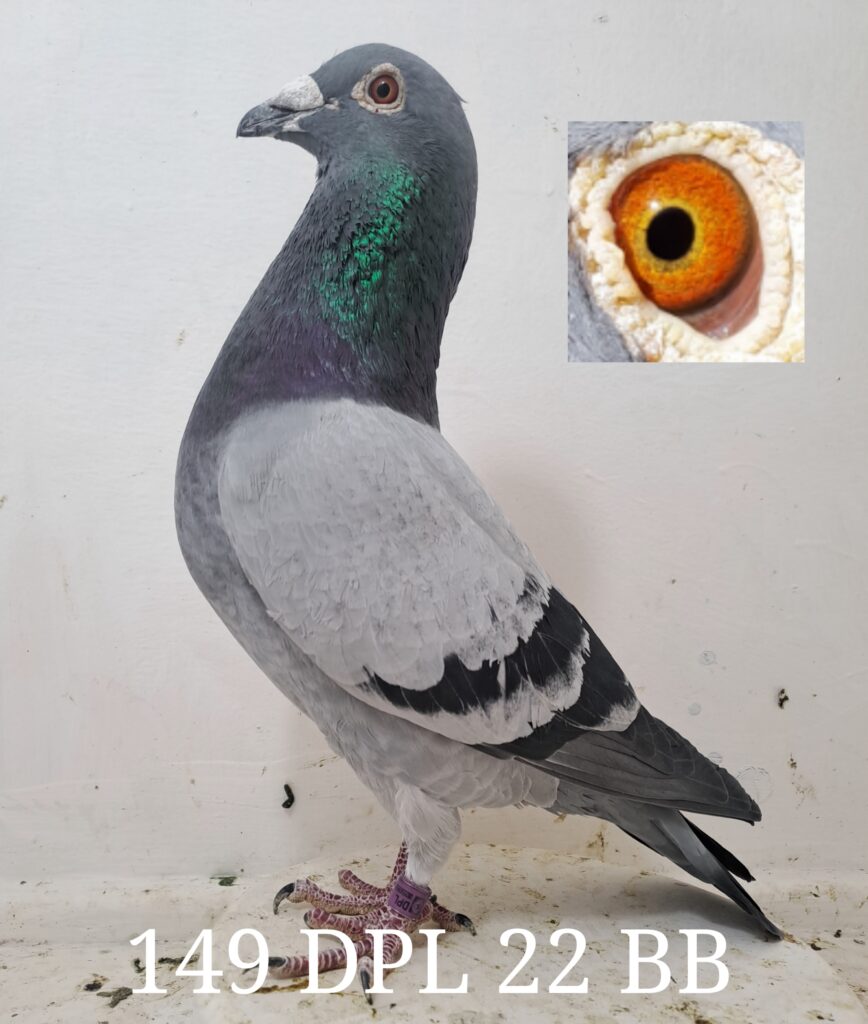 LOT 172: ZA 22 DPL 149 (C) - Diesel Power Lofts - THE SIRE - Linebred "810 Superbreeder BAK 17 ...