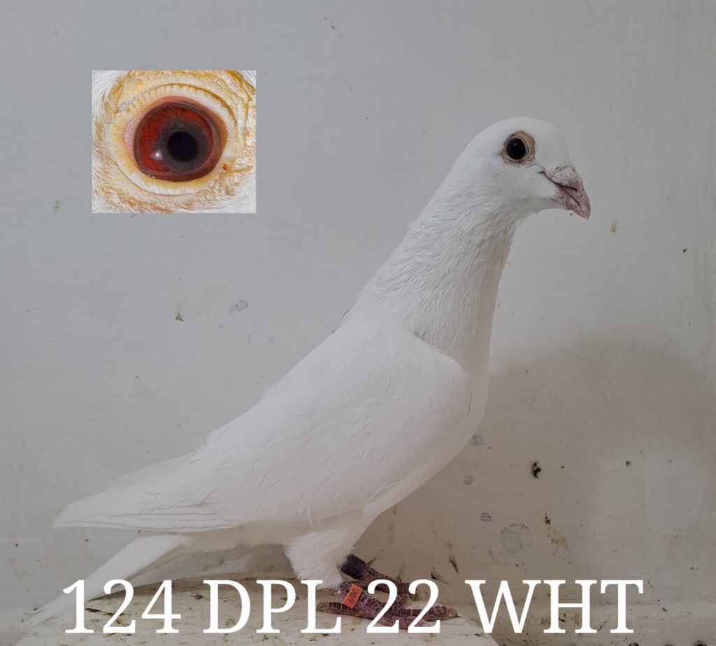 LOT 171: ZA 22 DPL 124 (H) - Diesel Power Lofts - Offspring of Shadow and De Witte White ...