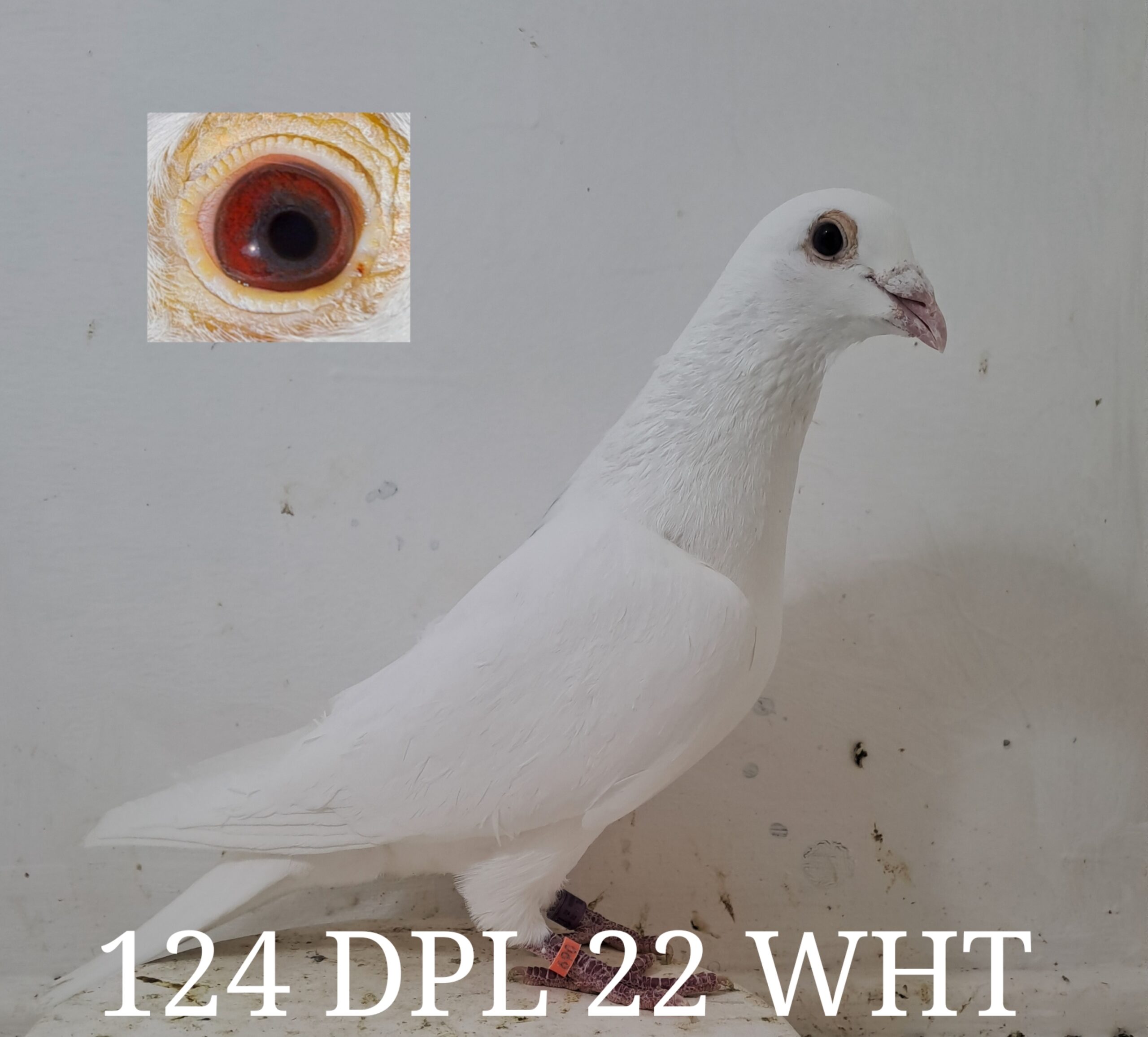 LOT 171: ZA 22 DPL 124 (H) - Diesel Power Lofts - Offspring of Shadow and De Witte White ...