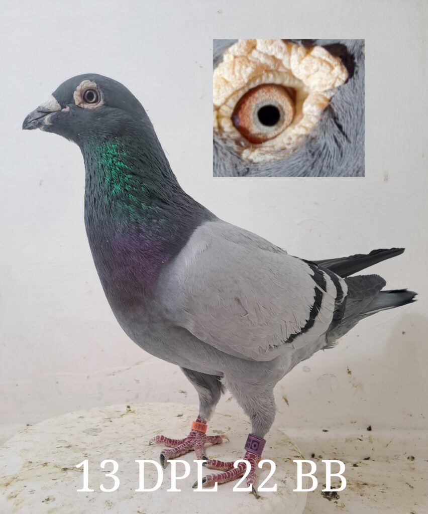 LOT 170: ZA 22 DPL 13 (C) - Diesel Power Lofts - STUDY THE PEDIGREE WELL - THIS IS A SUPER BRED ...