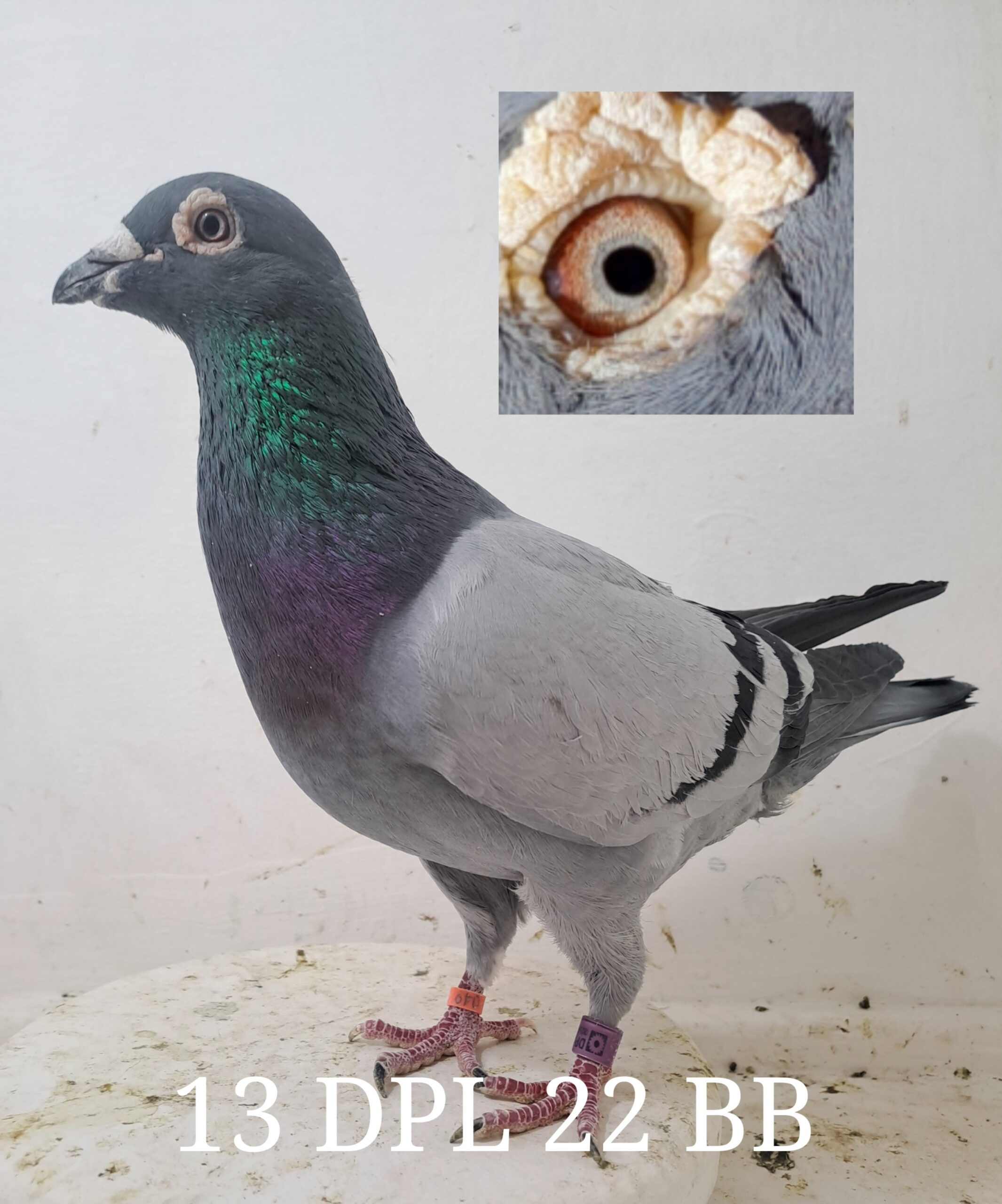 LOT 170: ZA 22 DPL 13 (C) - Diesel Power Lofts - STUDY THE PEDIGREE WELL - THIS IS A SUPER BRED ...