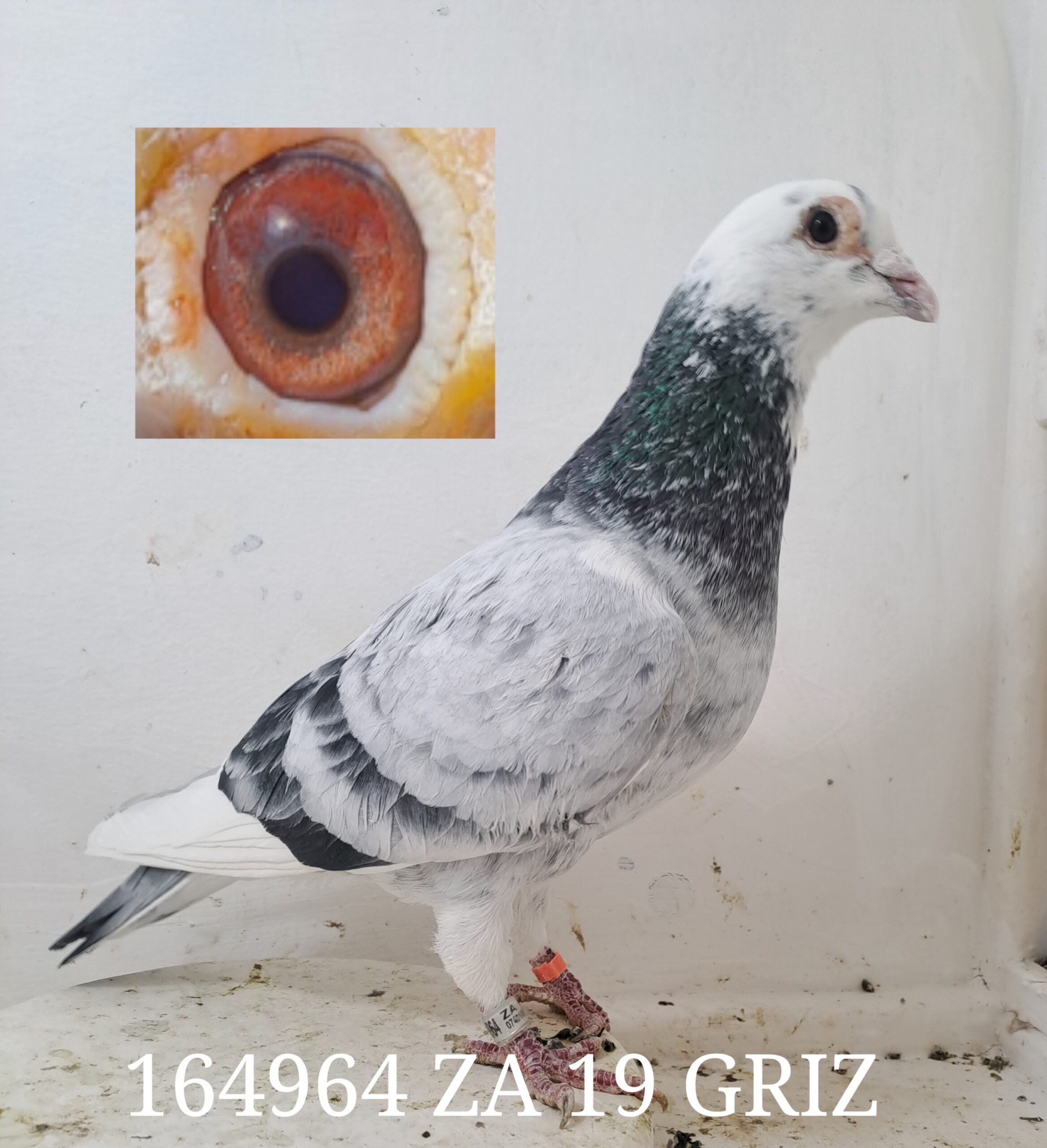 LOT 169: ZA 19 164964 (C) - Luke Donald & Van Loon - Beautifull cock out of the brother "Mr ...