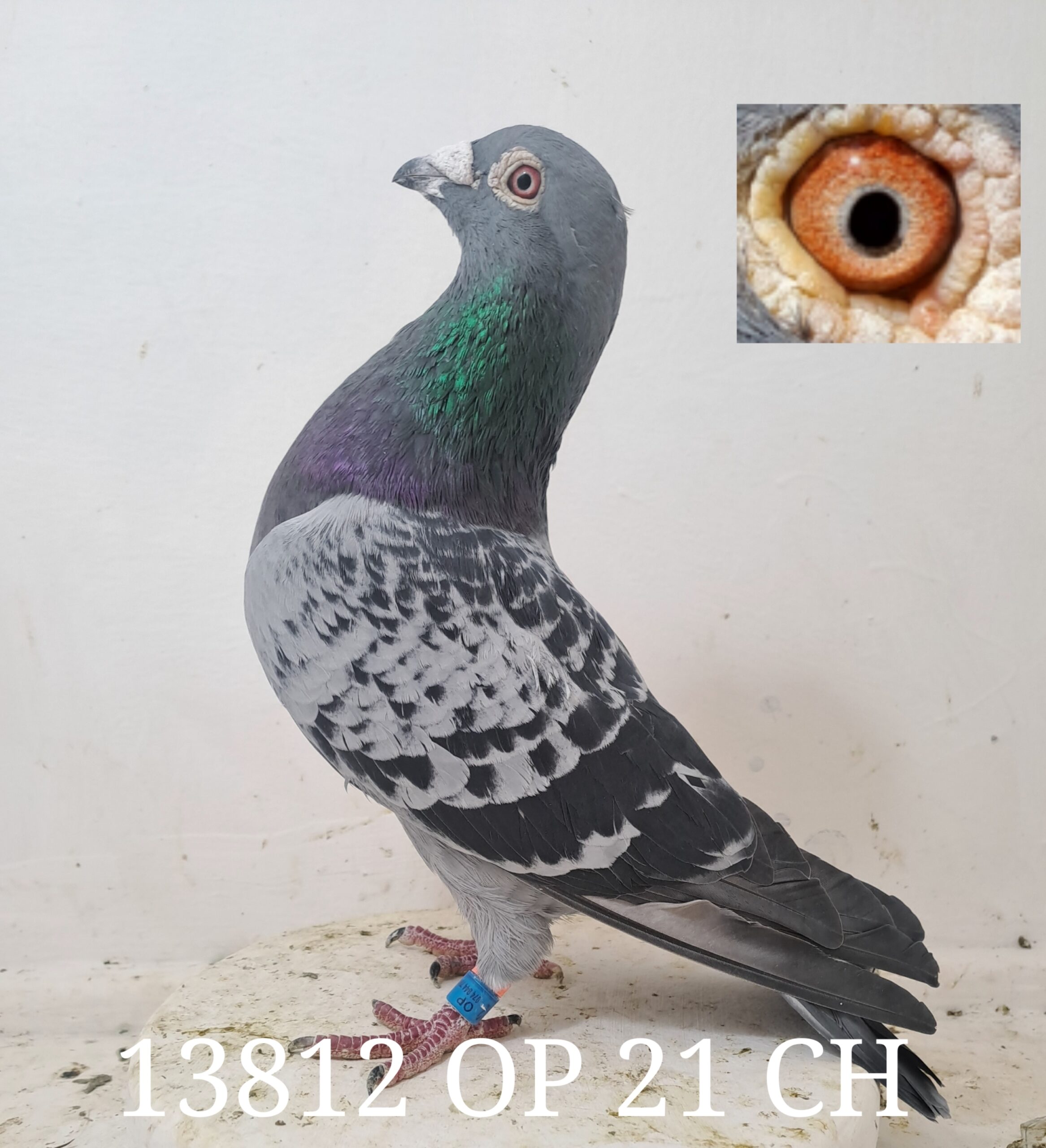 LOT 167: ZA 21 OP 13812 (C) - Diesel Power Lofts - BRED BACK TO "Mnr ...