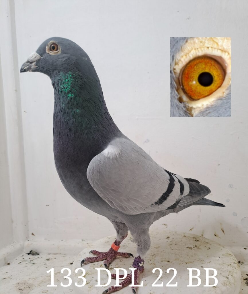 LOT 163: ZA 22 DPL 133 (C) - Diesel Power Lofts - THE SIRE - Father is Ornat & Soraia, super ...