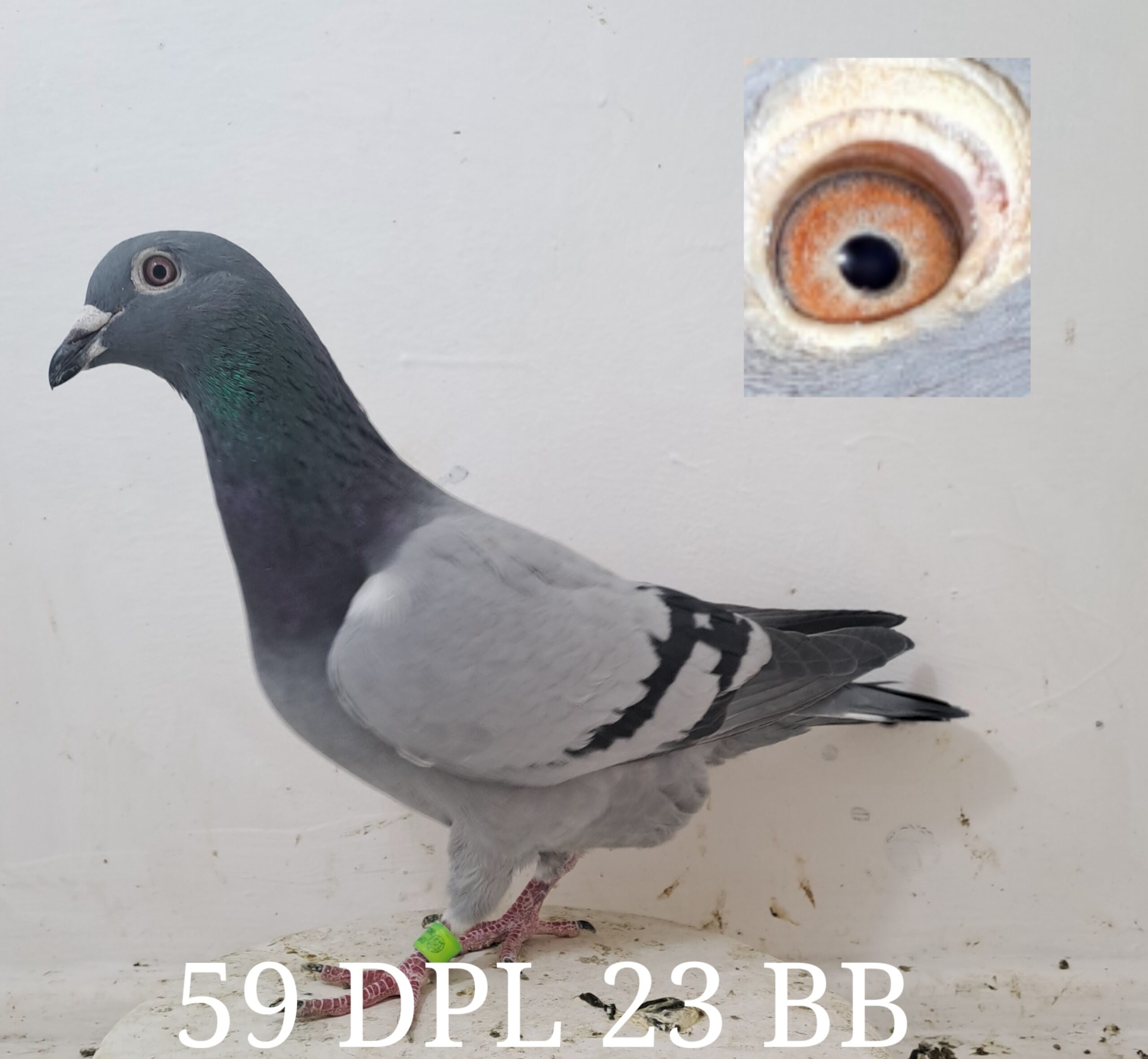 LOT 161: ZA 23 DPL 59 (H) - Diesel Power Lofts - THIS IS A SUPER BRED PIGEON !!! BRED BACK TO ...