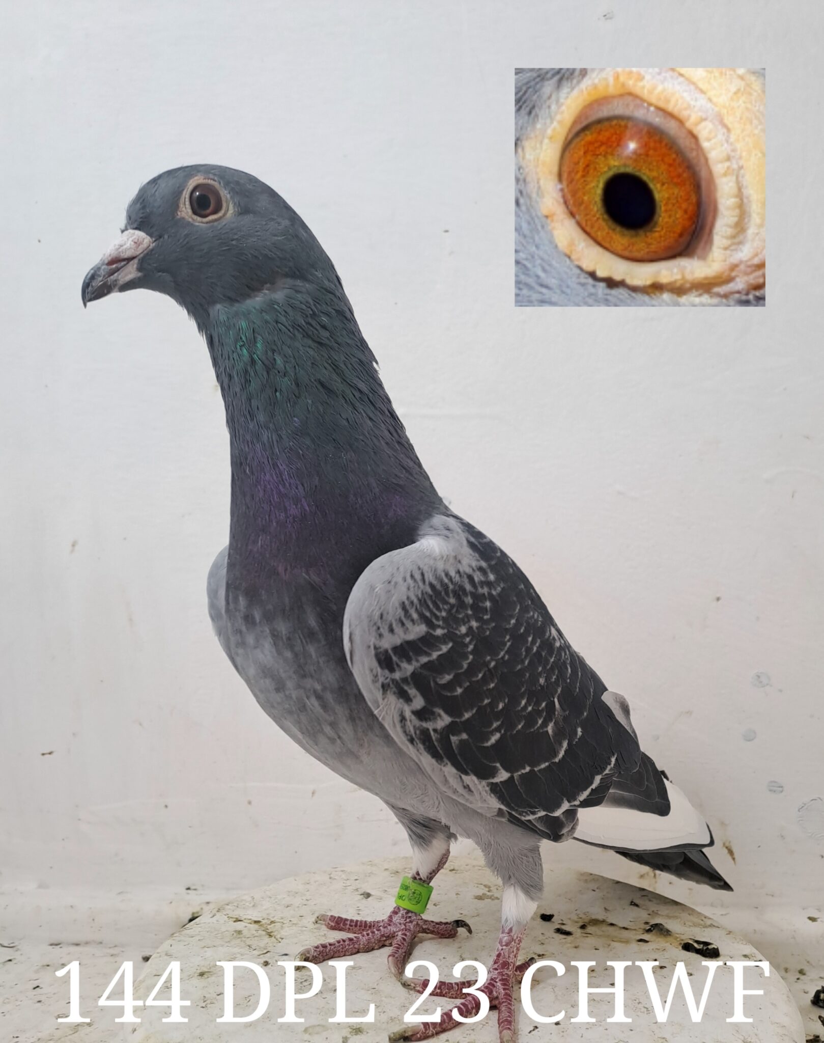 LOT 160: ZA 23 DPL 144 (C) - Diesel Power Lofts - BRED BACK TO THE BEST PUTTERIE GENETICS THERE ...