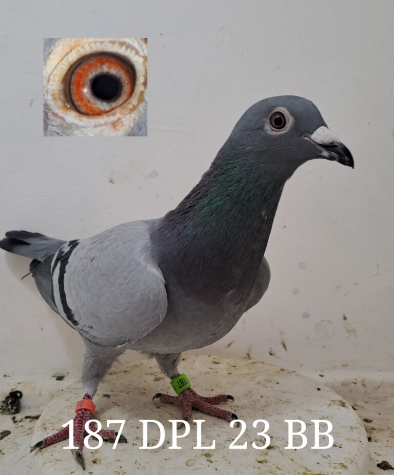 LOT 158: ZA 23 DPL 187 (H) - Diesel Power Lofts - THIS IS A SUPER BRED TOM LOCK - IMPORTED ...