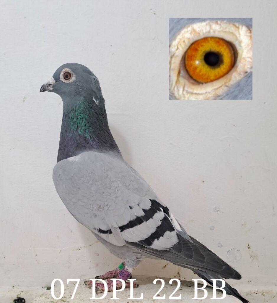 LOT 157: ZA 22 DPL 07 (C) - Diesel Power Lofts - THE SIRE IS BRED BACK TO 3 x winner Son of ...