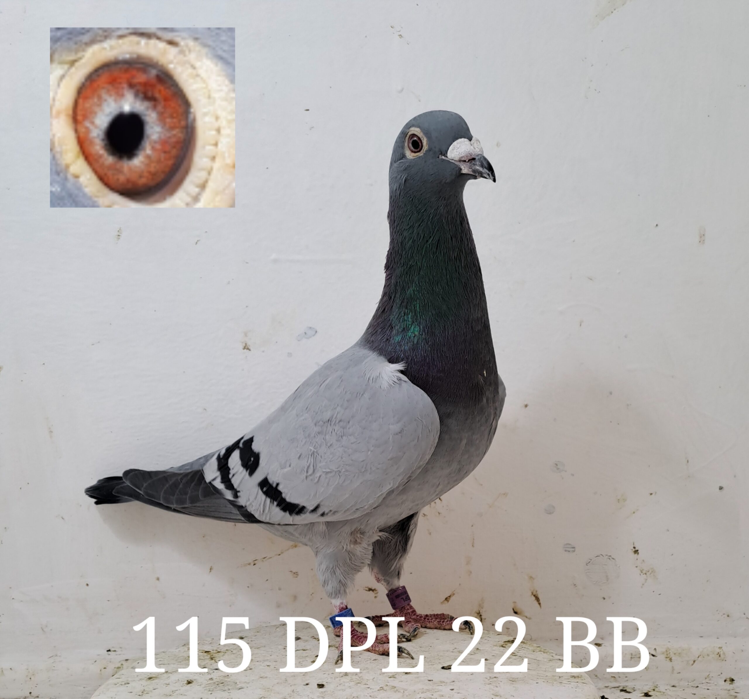 LOT 152: ZA 2 DPL 115 (H) - Diesel Power Lofts - THE SIRE - BRED BACK TO "HARRY" - THE DAM ...