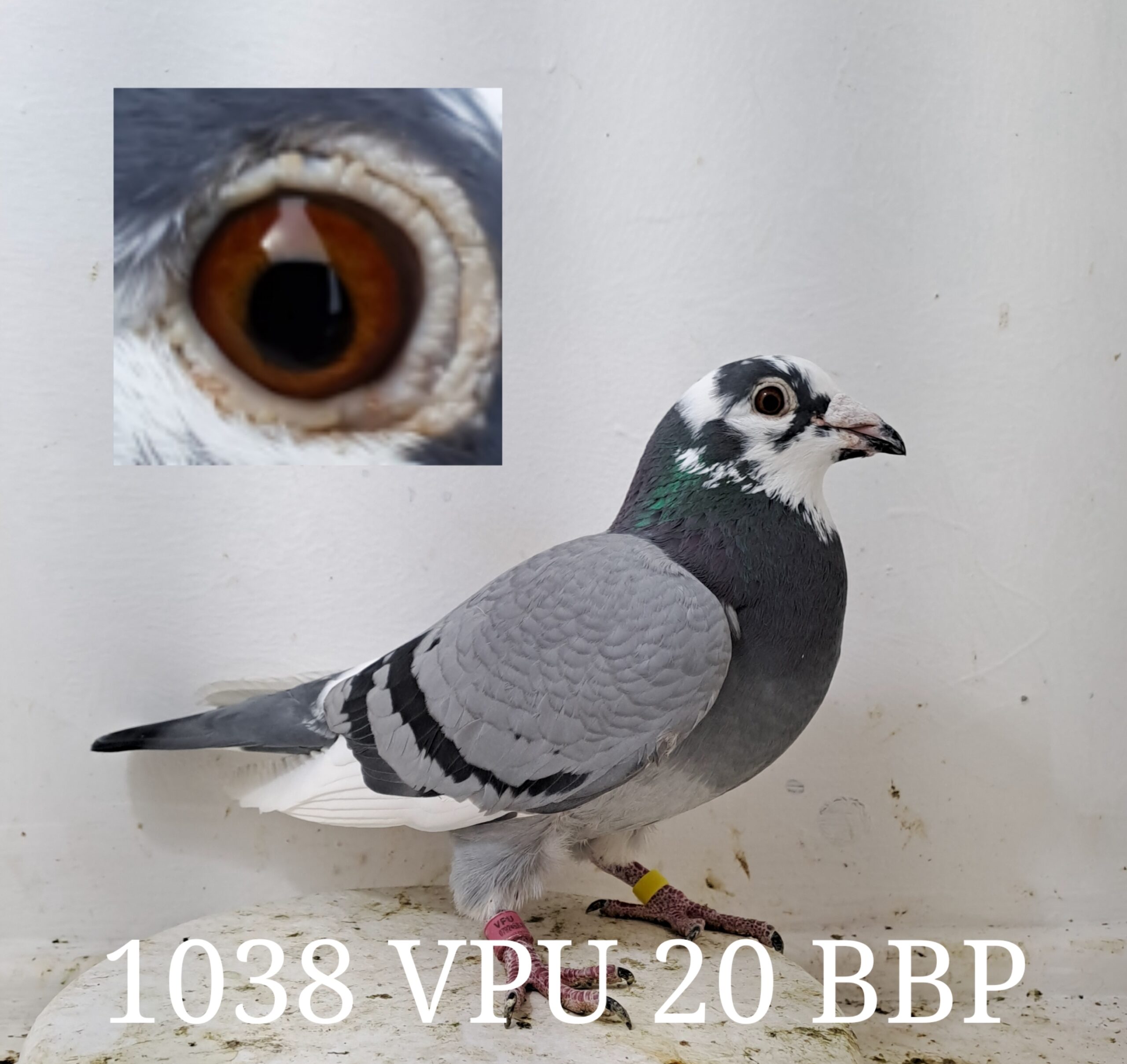 LOT 149: ZA 20 VPU 1038 (H) - Mike Ganus - Linebred out of Mike Ganus ...