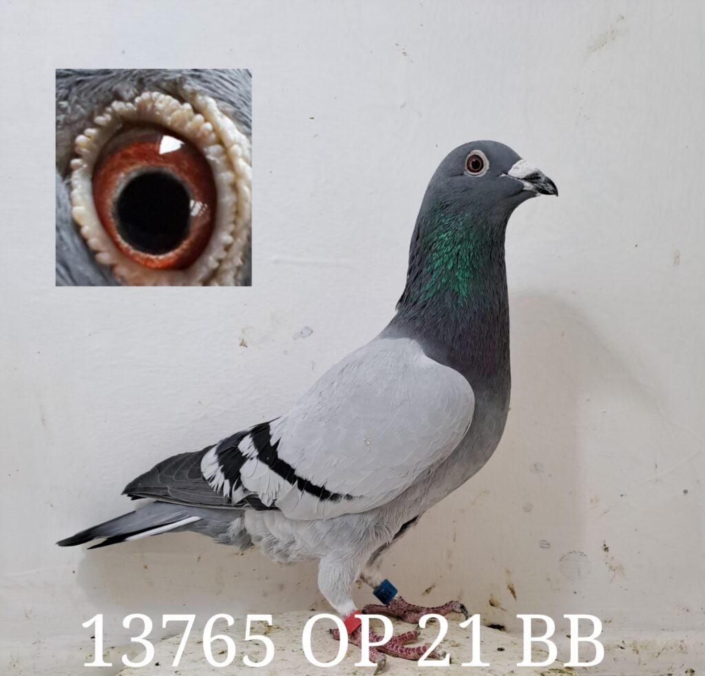 LOT 148: ZA 21 OP 13765 (C) - Kittel & Janssen - THE SIRE - Top class! Grandchild topbird TIJN X ...