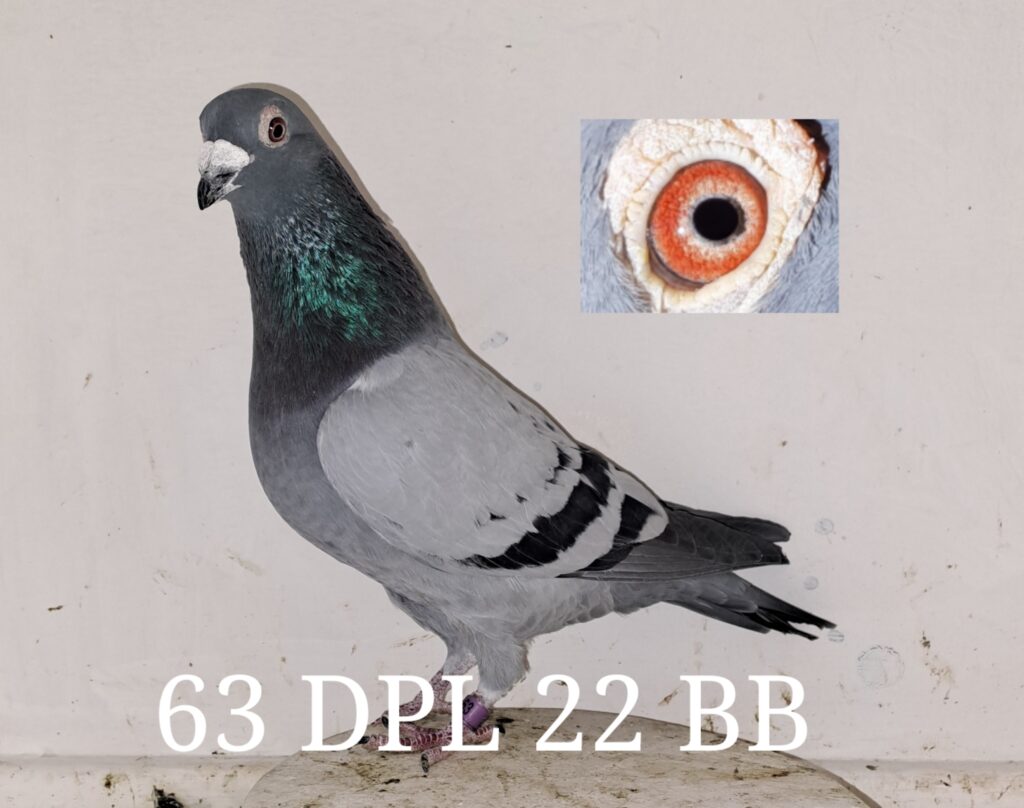 LOT 181: ZA 22 DPL 63 (C) - BRED BACK TO "HARRY" AND "BIRDY" - THIS IS SUPER GENETICS FROM JAN ...