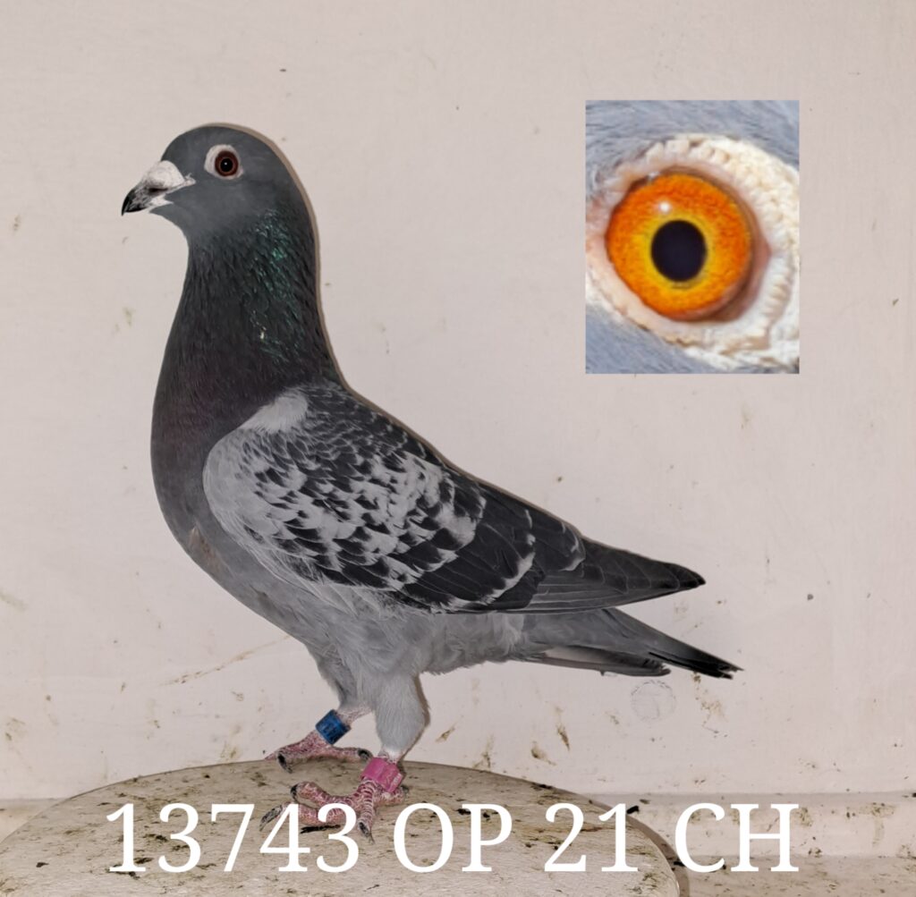 LOT 187: ZA 21 OP 13743 (C) - "Tom Lock" - THIS IS A SUPER BRED PIGEON - THE SIRE IS BRED BACK ...