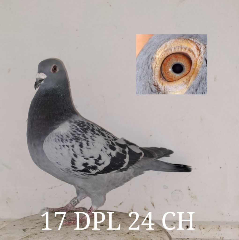 LOT 193: ZA 17 DPL 24 (H) - !!! SUPER PIGEON !!! - THE SIRE - This super handling blue check ...