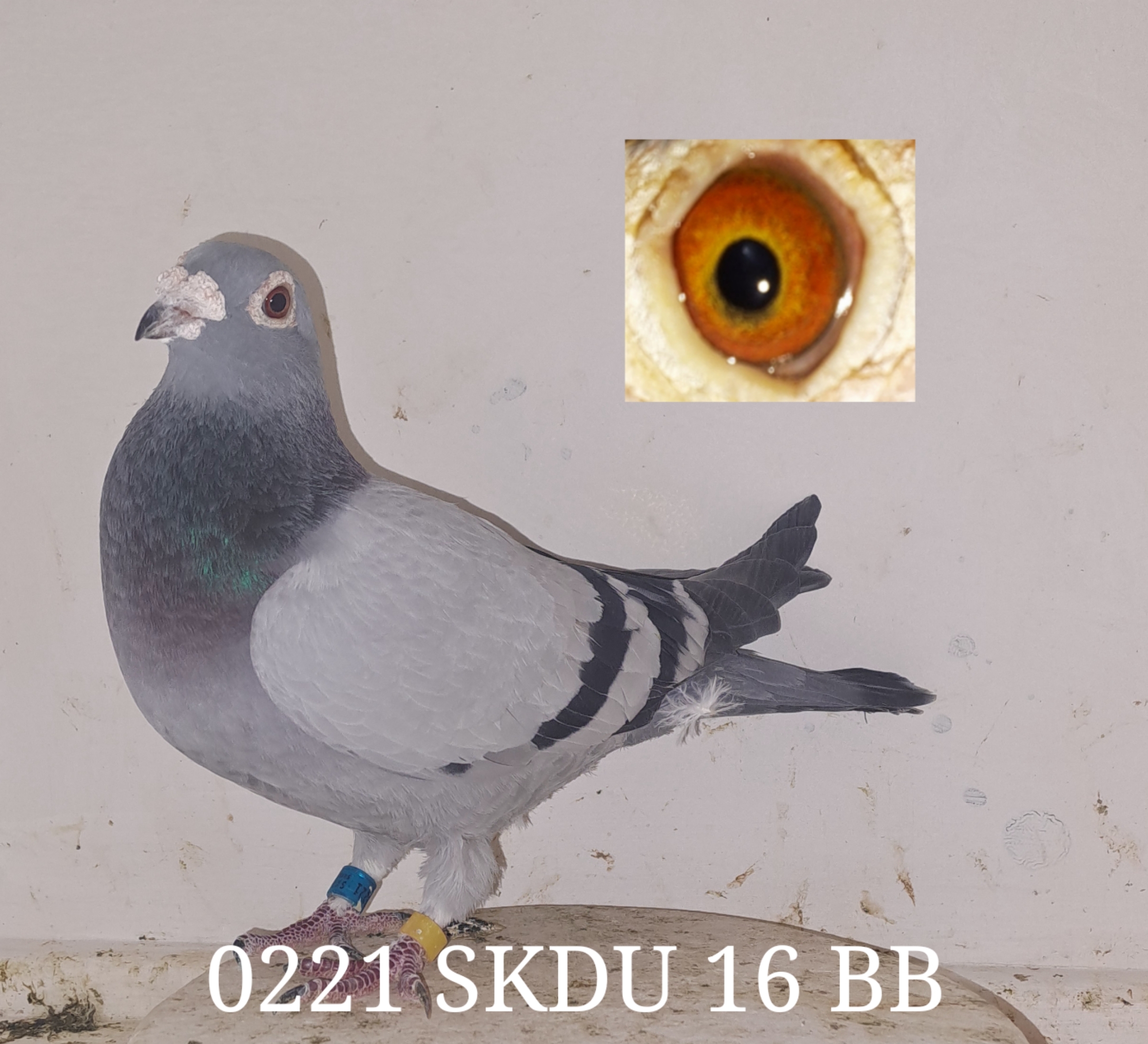 LOT 201: ZA 16 SKDU 0221 (H) - SNOT NEUS - BRED FROM SUPER GENETICS OF ...