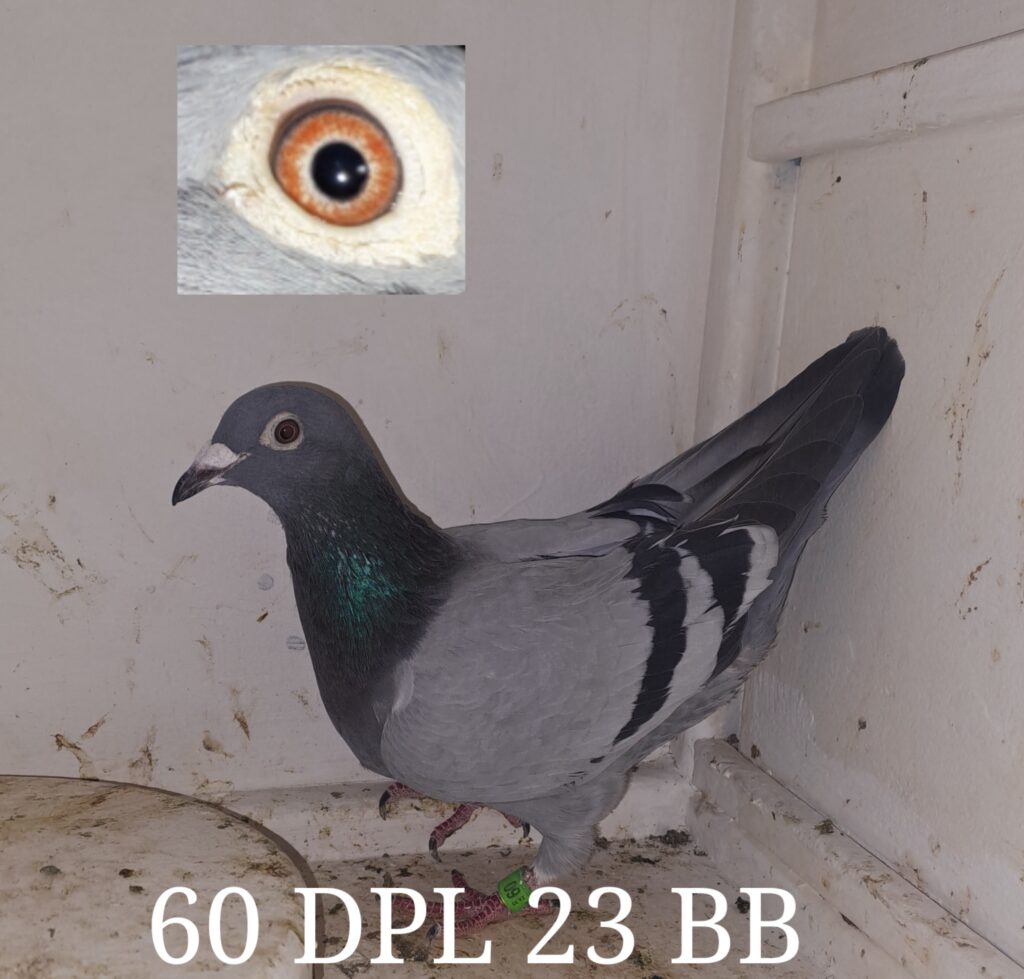 LOT 211: ZA 23 DPL 60 (H) - Diesel Power Lofts - STUDY THE PEDIGREE - THE SIRE IS BRED BACK TO 3 ...